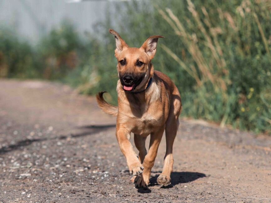 Щенок в добрые руки