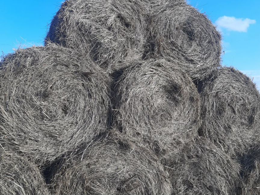 Сено урожай 2023