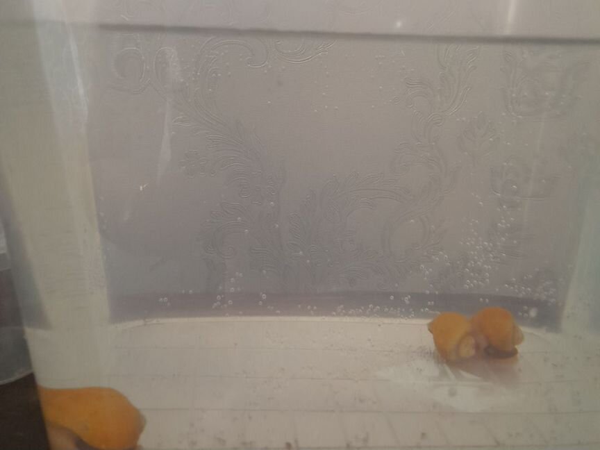 Улитки аквариумные