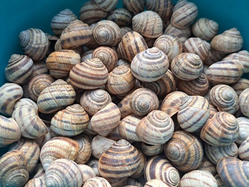 Раковины виноградных улиток