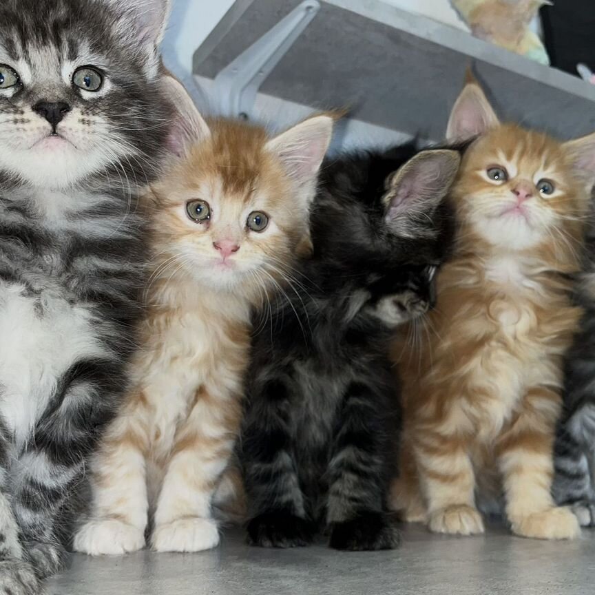 Котята мейн-кун