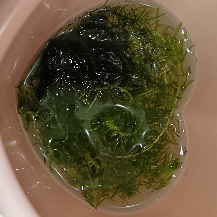 Водоросли для аквариума