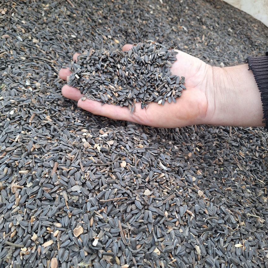 Семечки подсолнечника