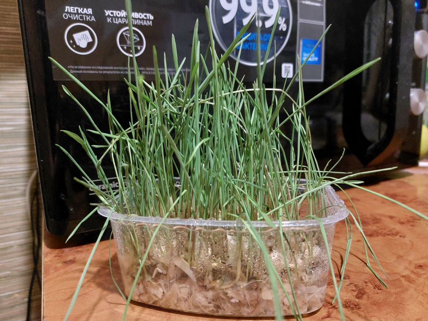 Трава для кошек