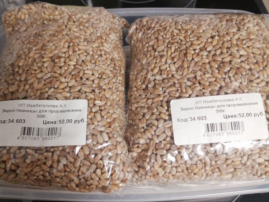 Зерно пшеницы для проращивания