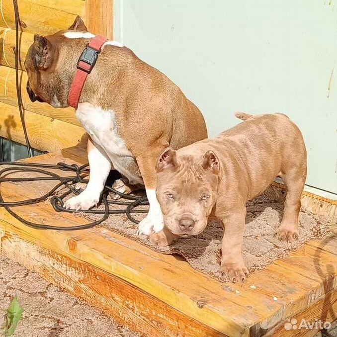 Красотулечка