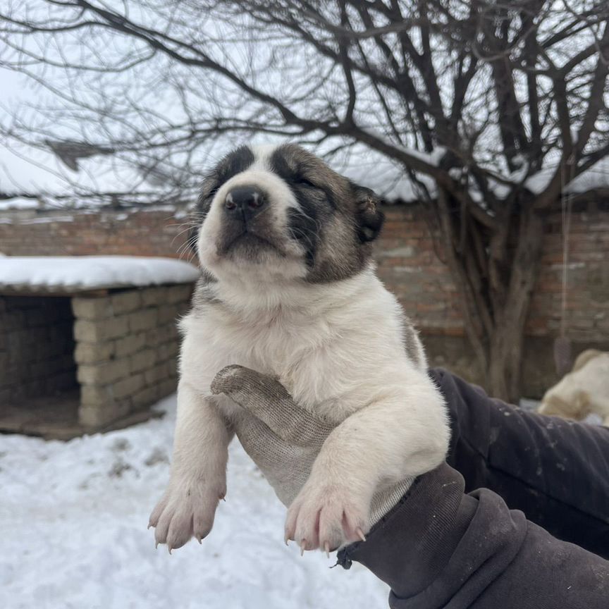 Шенки Кавказкого Волкодава