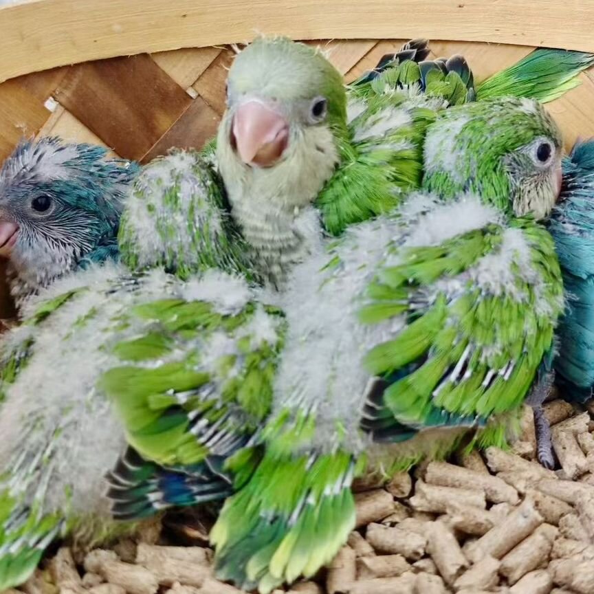 Попугай монах выкормыш супер ручной