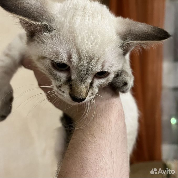 Котенок метис тайского