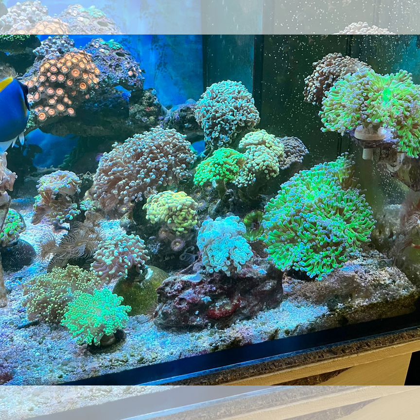 Морские кораллы Эуфиллия Euphillya