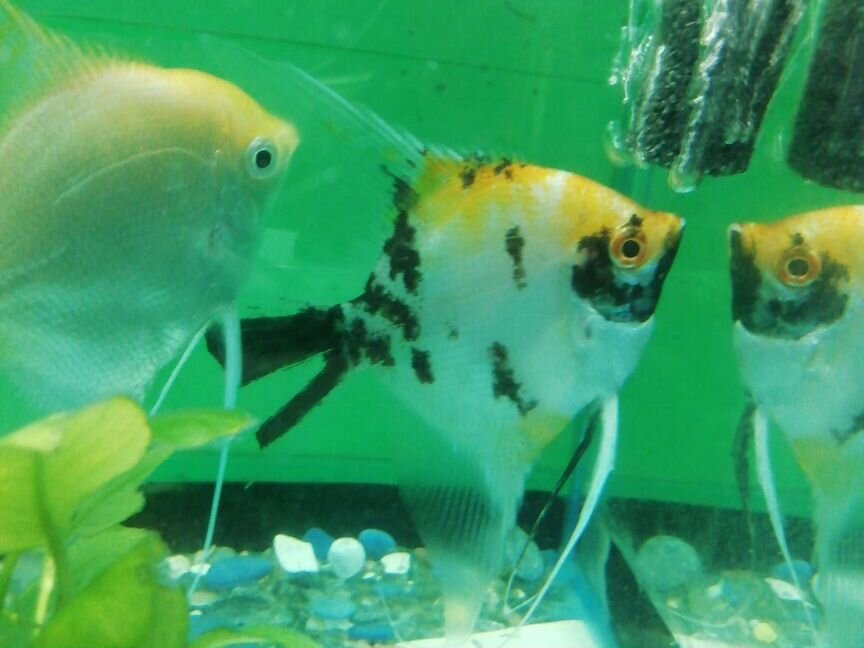 Скалярии, гуппи, меченосец, акара бирюзовая