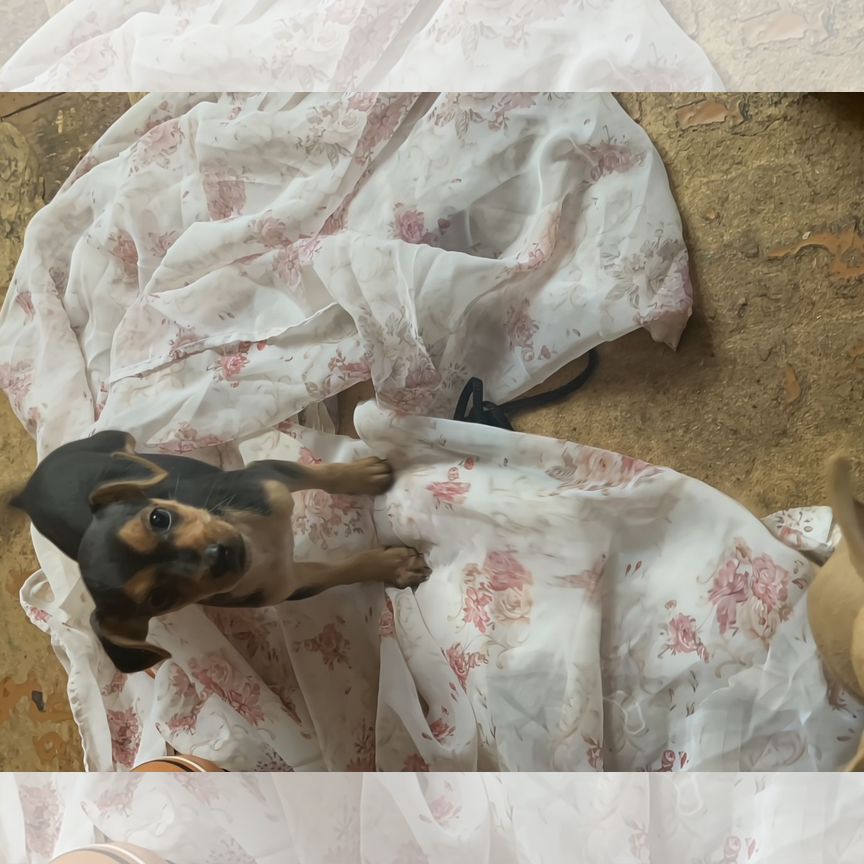 Английская овчарка, щенок