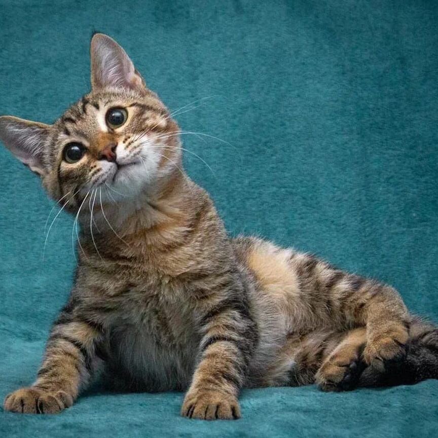 Котенок Кай в поисках дома