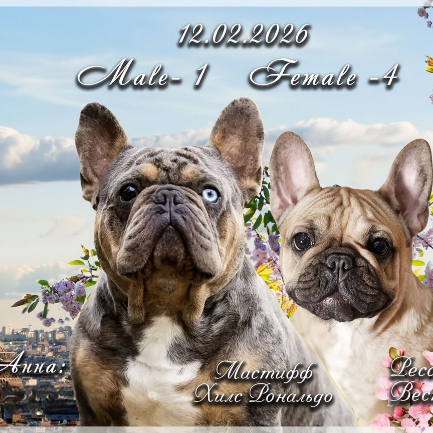 Французский бульдог, щенок