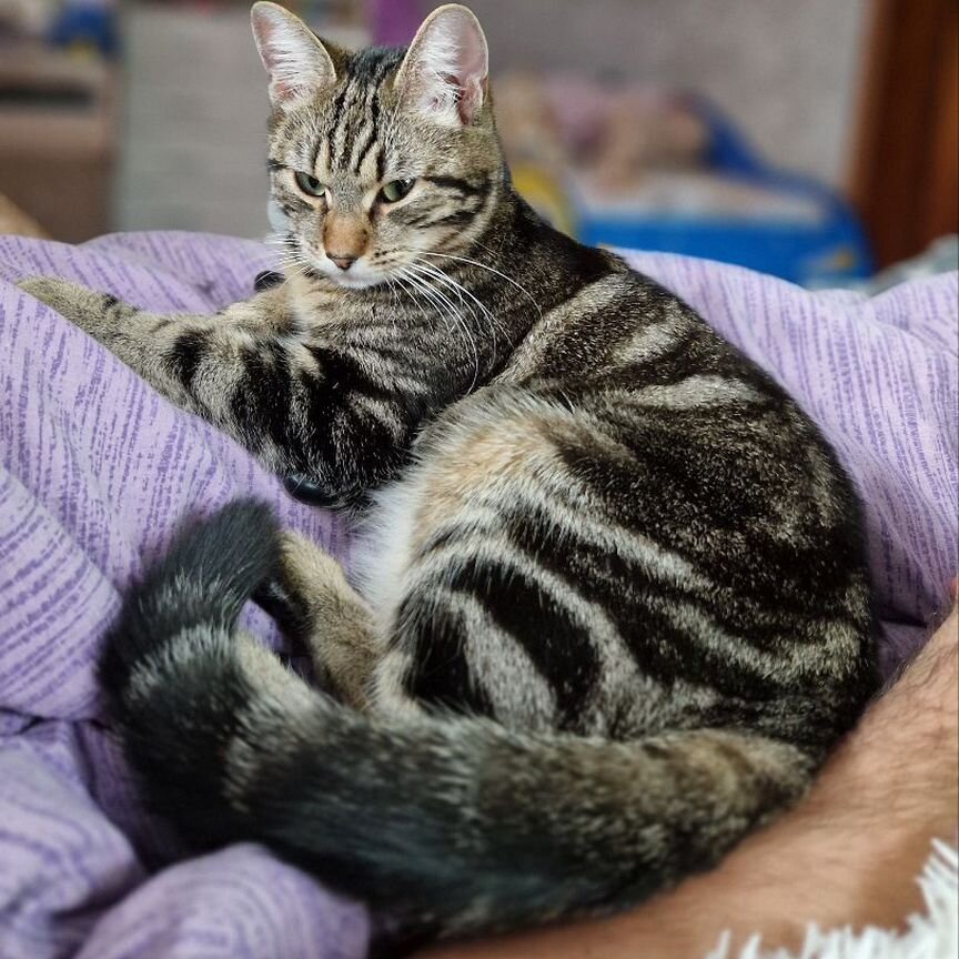 Бенгальская кошка в добрые руки(помесь )