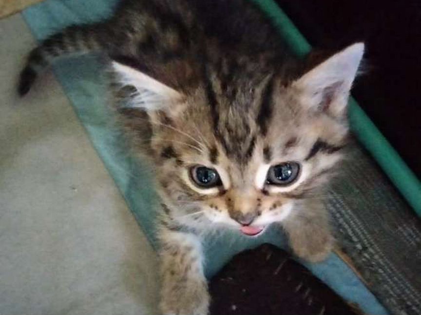 Отдам в хорошие руки двух котят