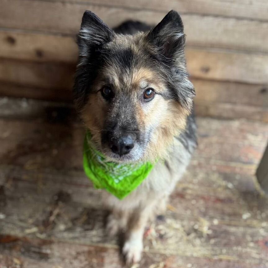 Взрослый пёс в добрые руки