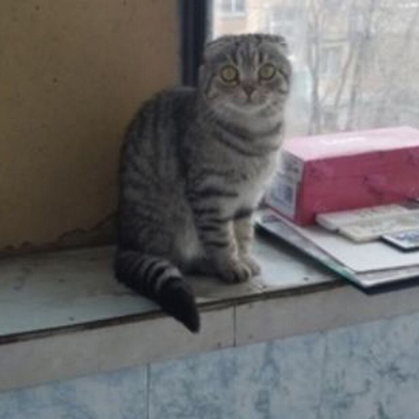 Шотландская вислоухая короткошёрстная кошка, взрослая