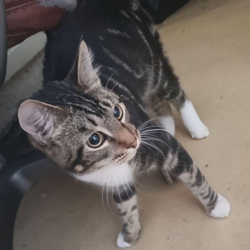 Взрослый кот в добрые руки