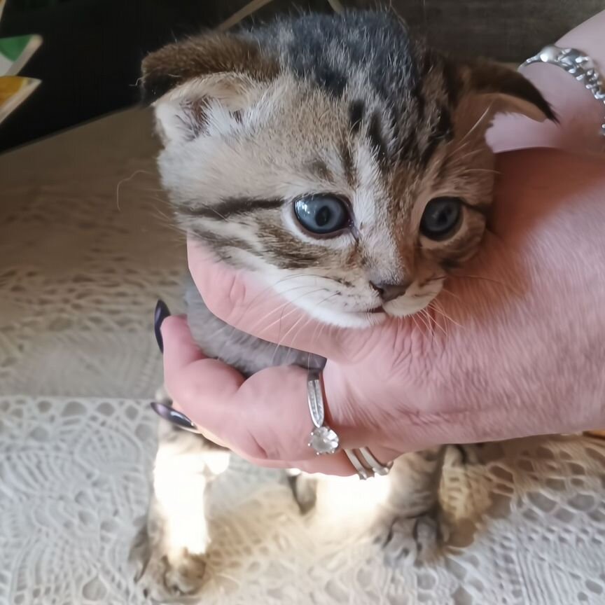 Британский короткошёрстный котёнок