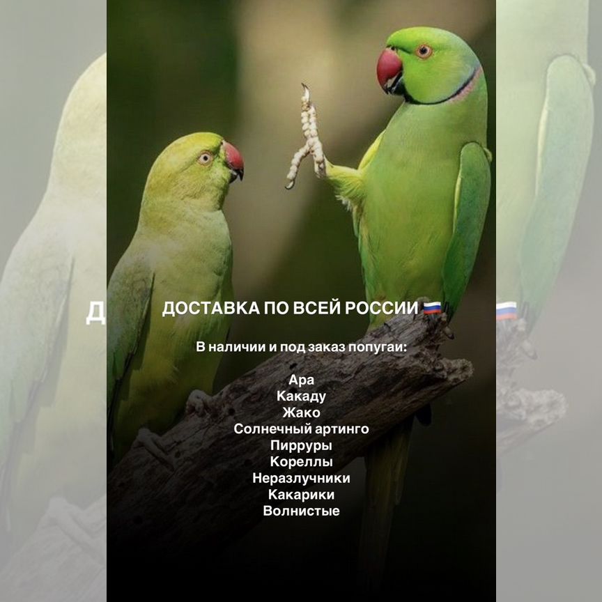 Попугаи