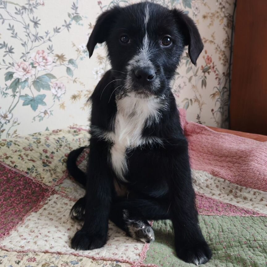 Щенок в добрые руки