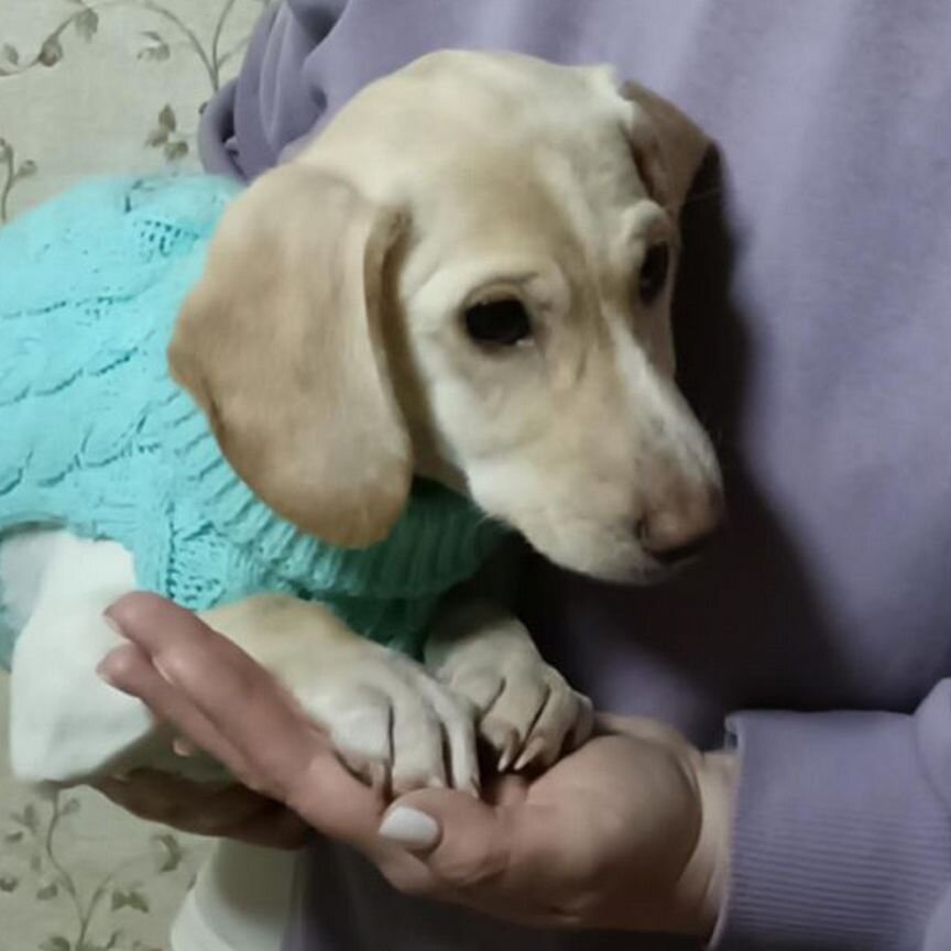 Щенок в добрые руки