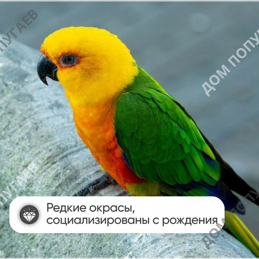 Попугай Аратинга Йендай