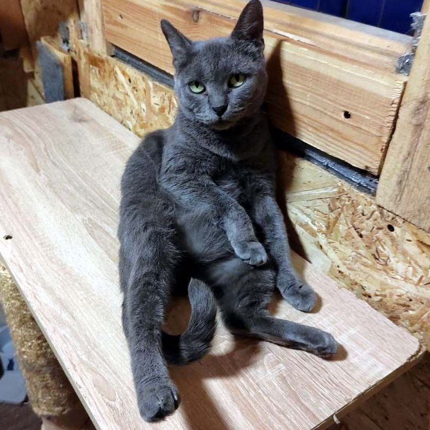 Молодая кошечка Оливка, в дар