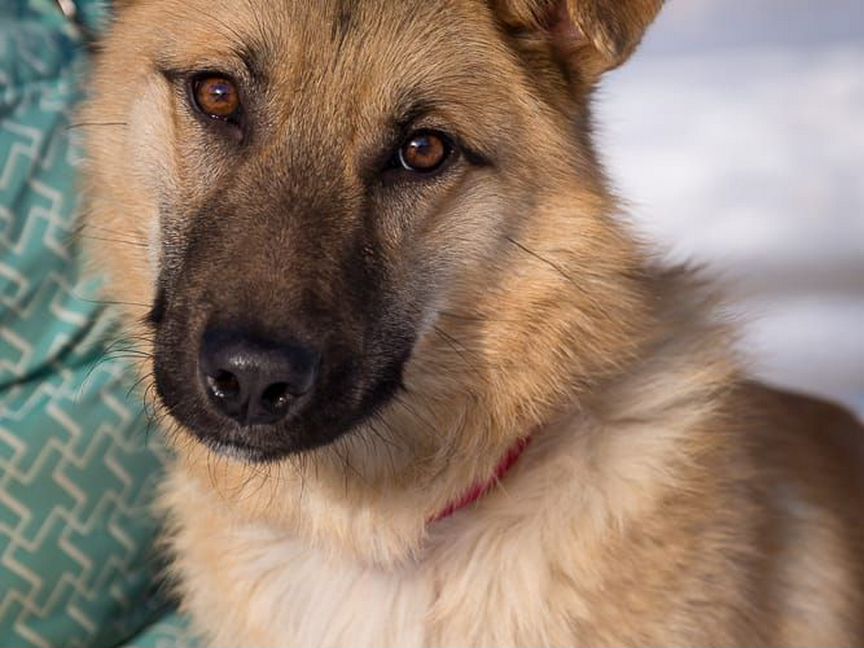 Собака в добрые руки отдам бесплатно