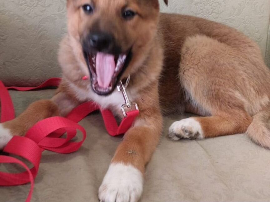 Щенок в добрые руки