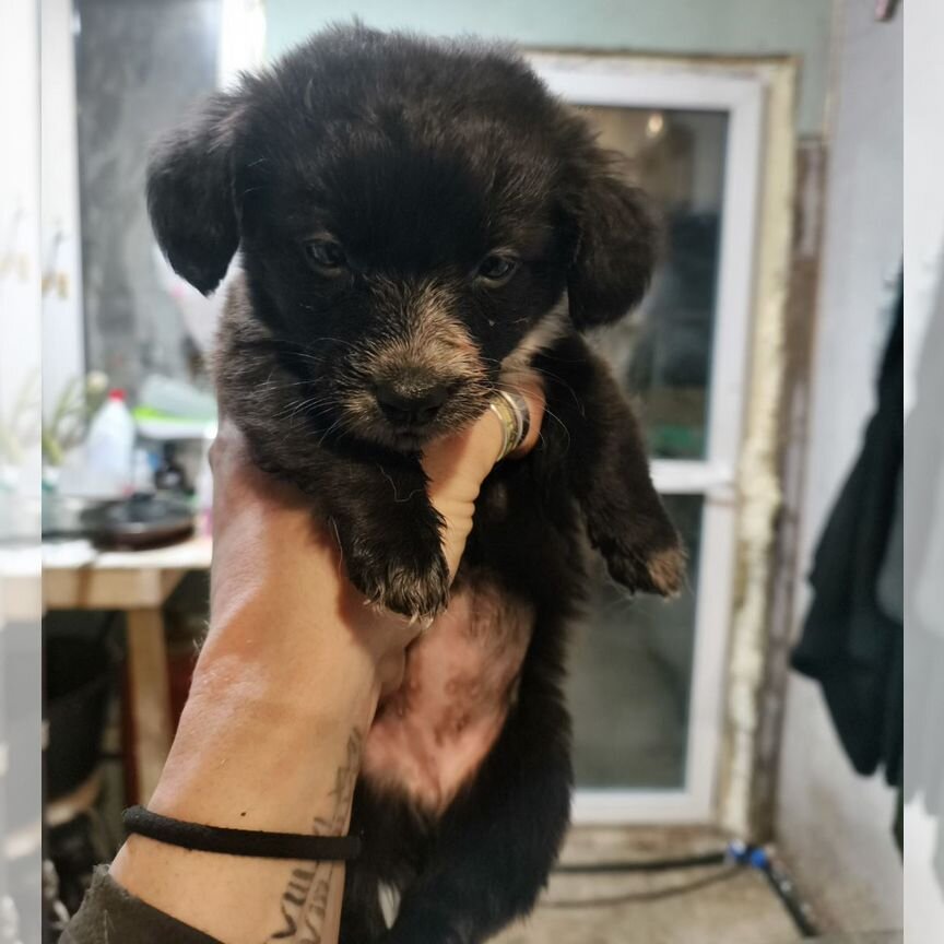 Щенок в добрые руки