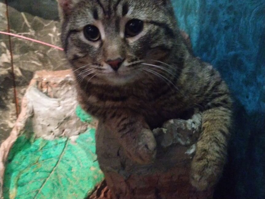 Котик Ванечка из приюта