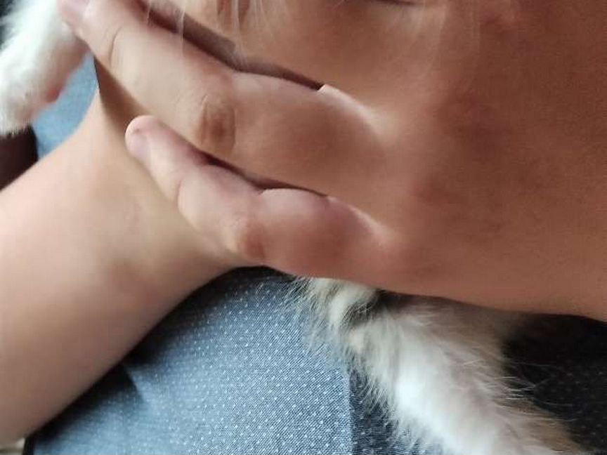 Котята месячные