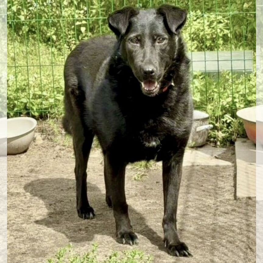 Взрослая собака в добрые руки