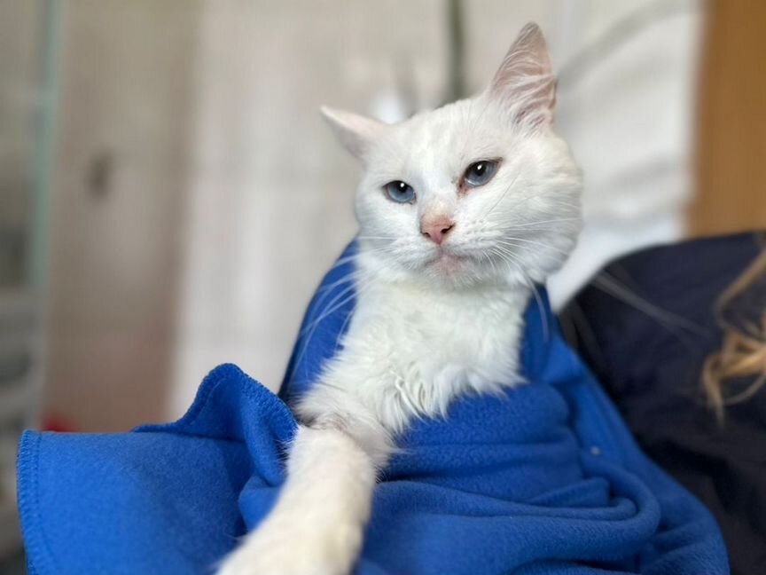 Белоснежная кошечка Ева
