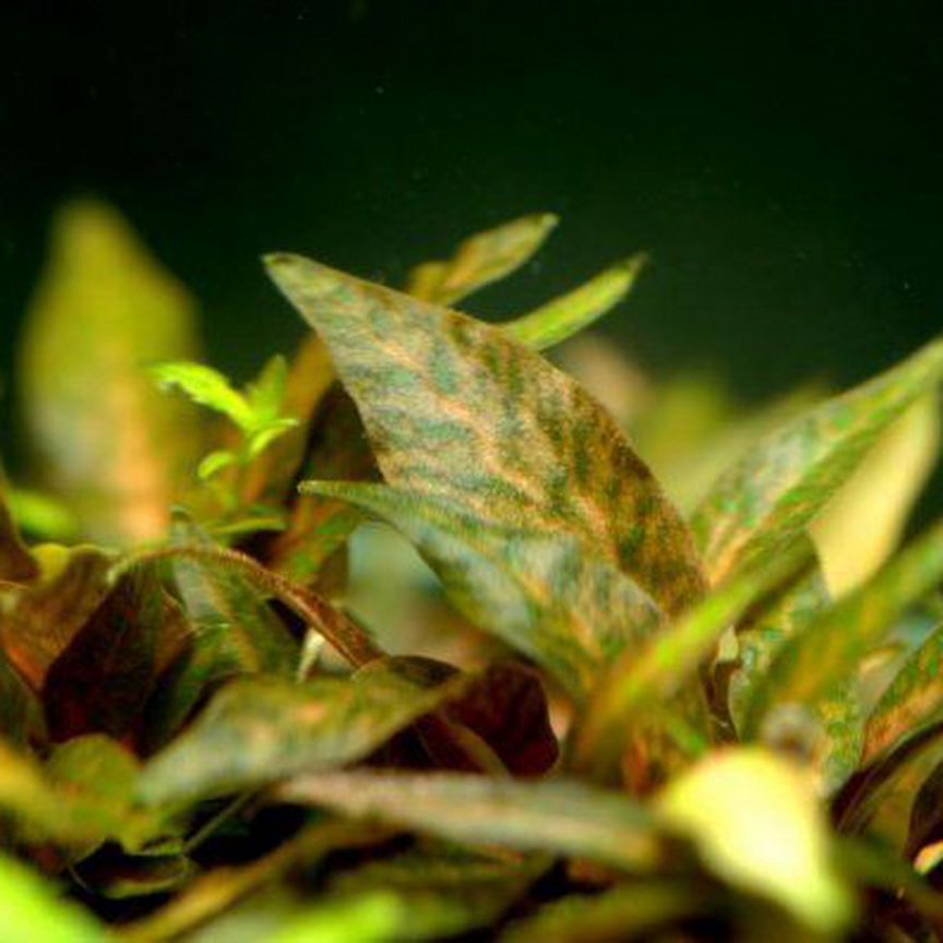 Криптокорина