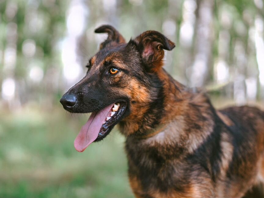 Умничка Конфетка скучает в приюте