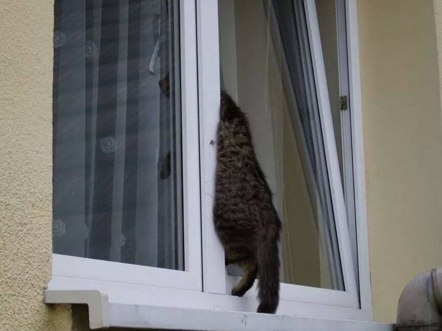 Решетка на окно антикошка