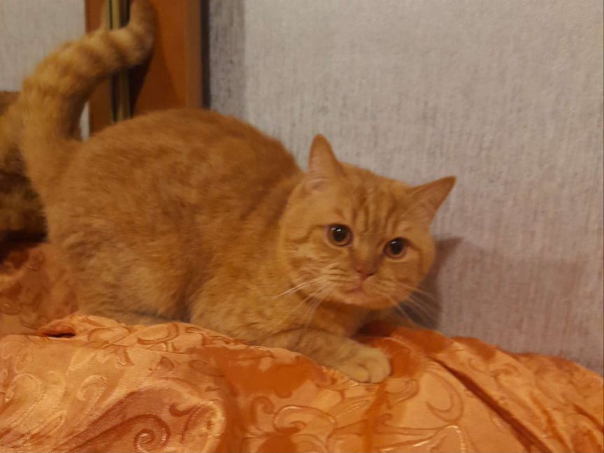 Шотландский кот вязка