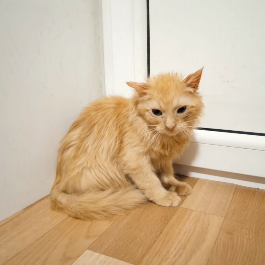 Котёнок (девочка)