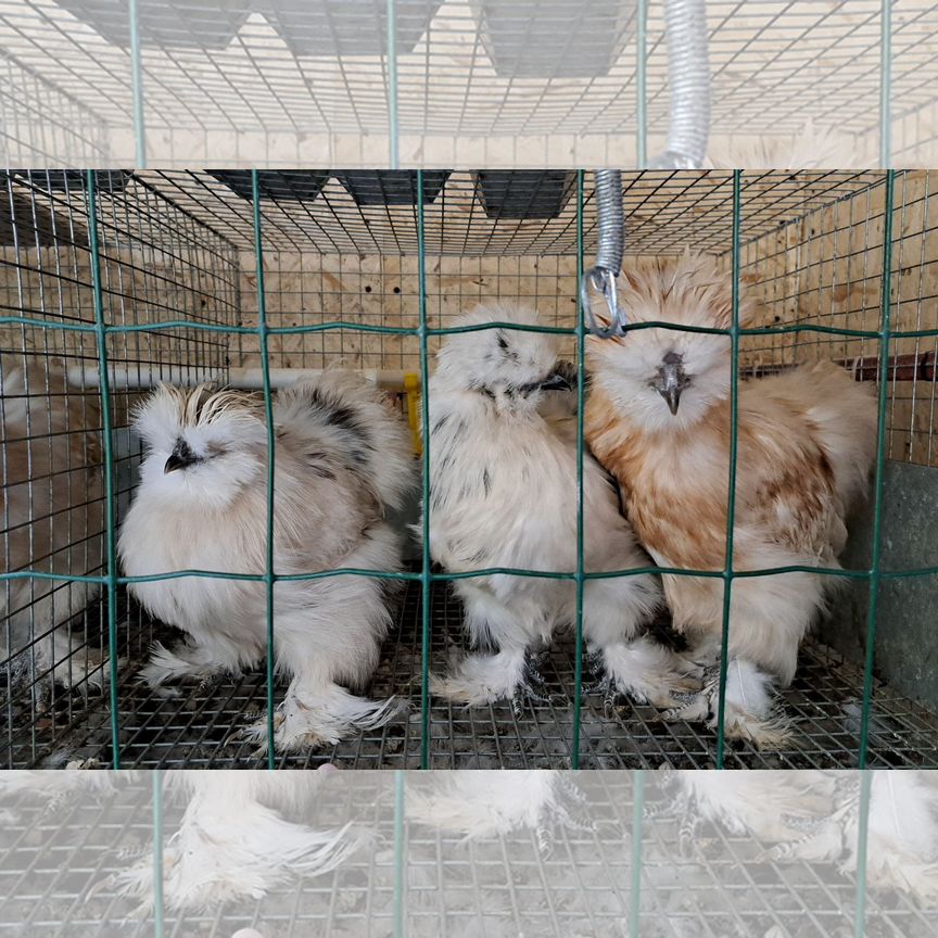 Китайские шелковые куры 2 1