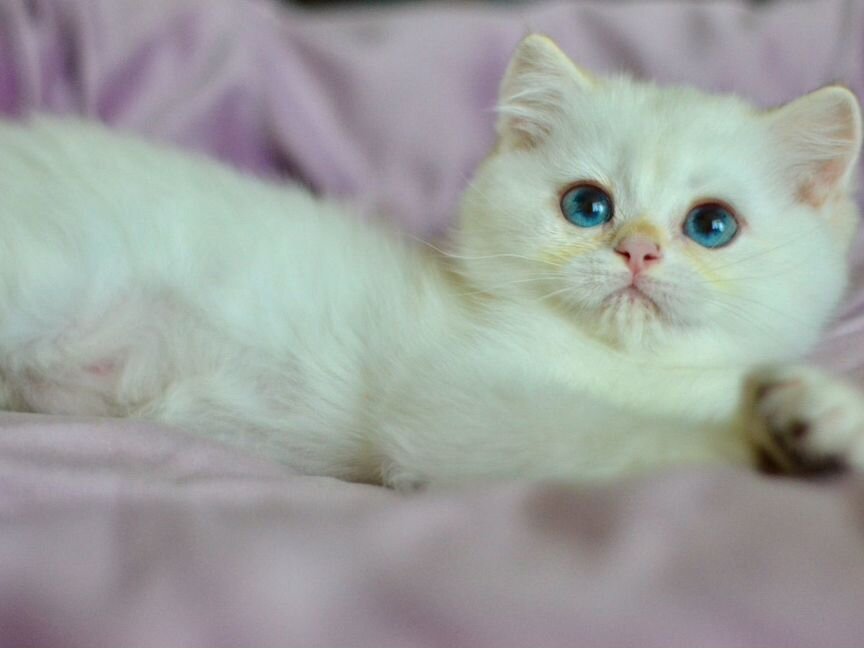 Британская шиншилла золотой поинт