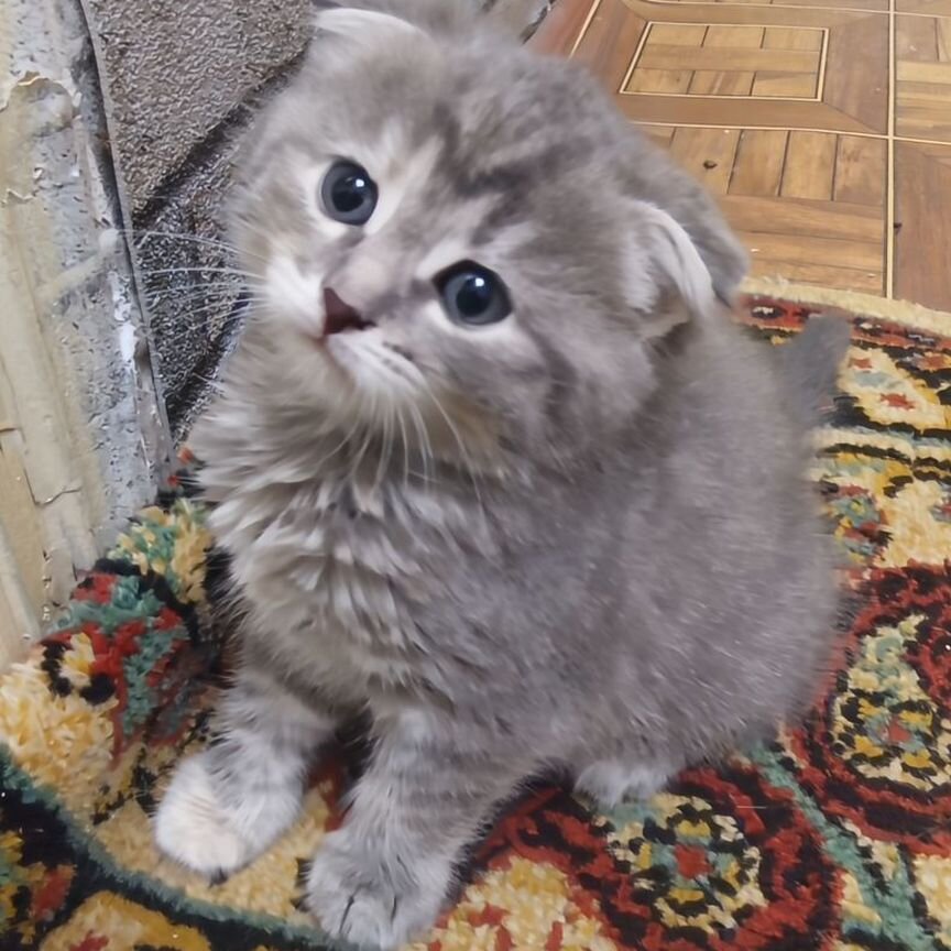 Шотландский вислоухий короткошёрстный котёнок
