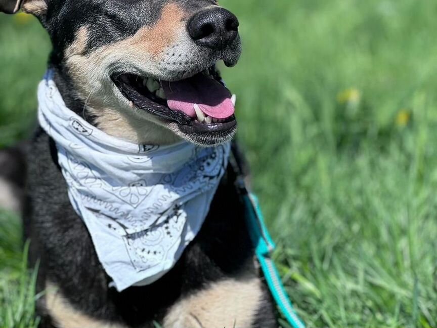 Молодая собака Лекс из приюта Некрасовка