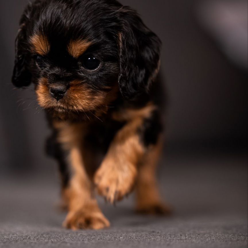 Щенки кавалер кинг чарльз спаниель