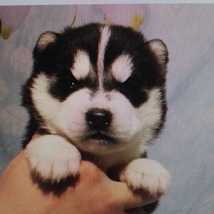 Щенулички Хаски - щенки разных расцветок