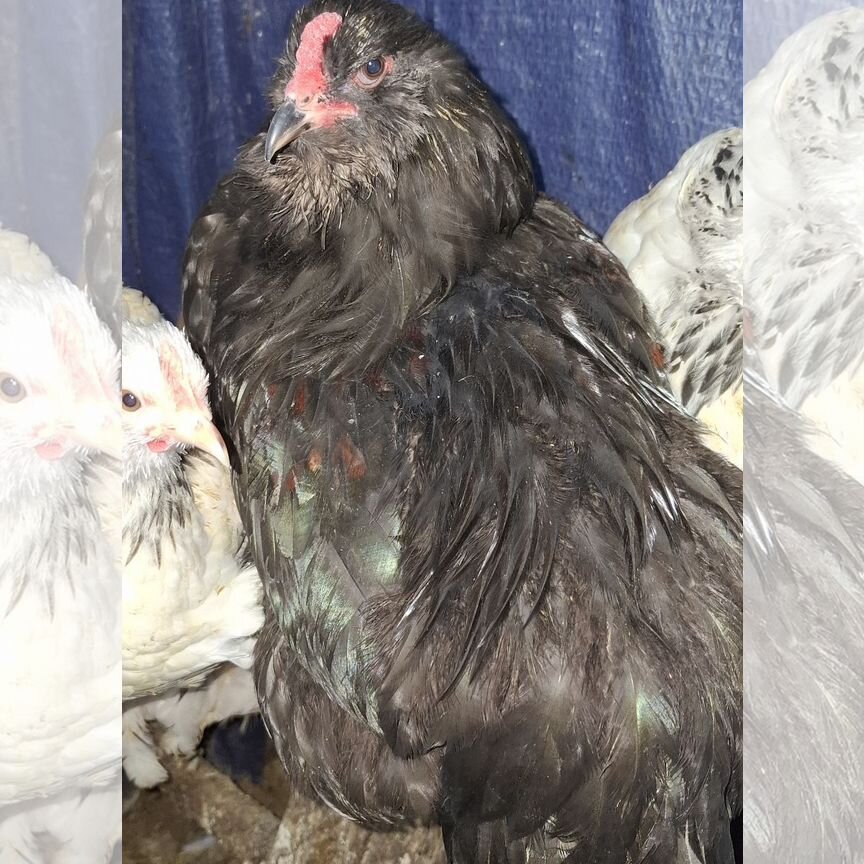 Молодой петух породы " Амероукана"