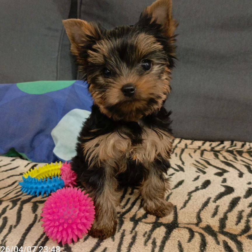 Йоркширский терьер, щенок