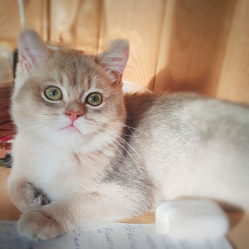 Манчкин long